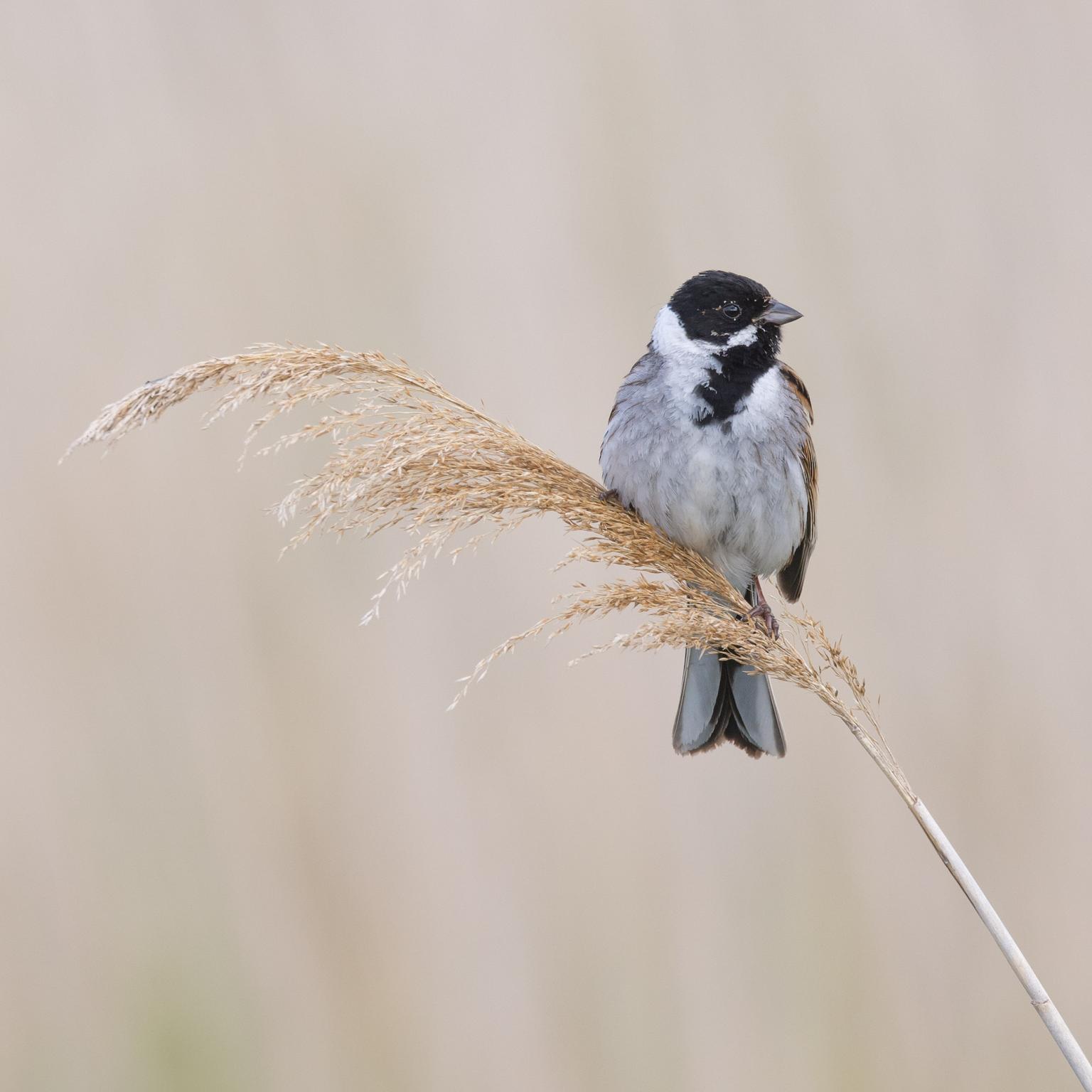 Male Reed Bunting - David Speight Photography