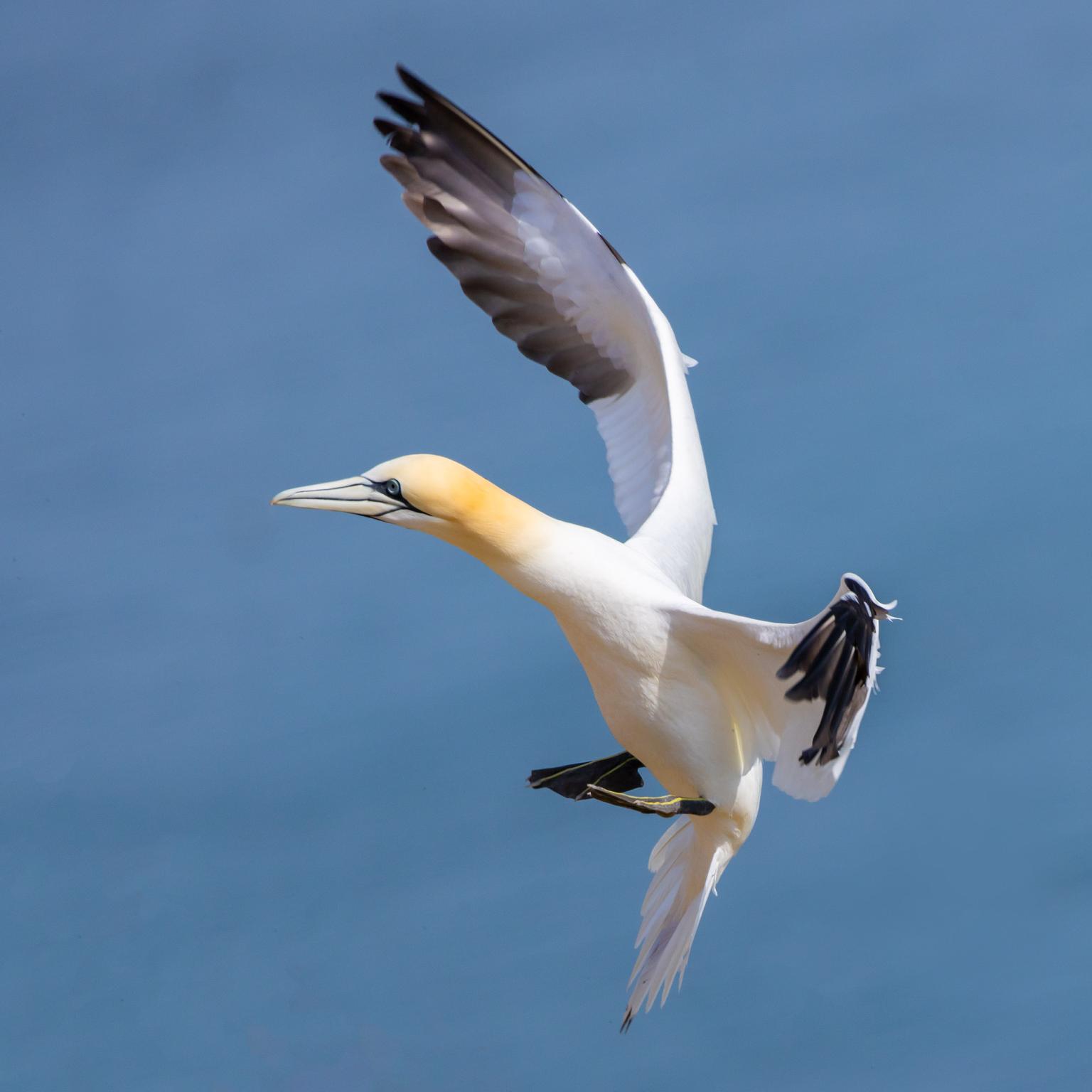 Northern Gannet in flight - David Speight Photography