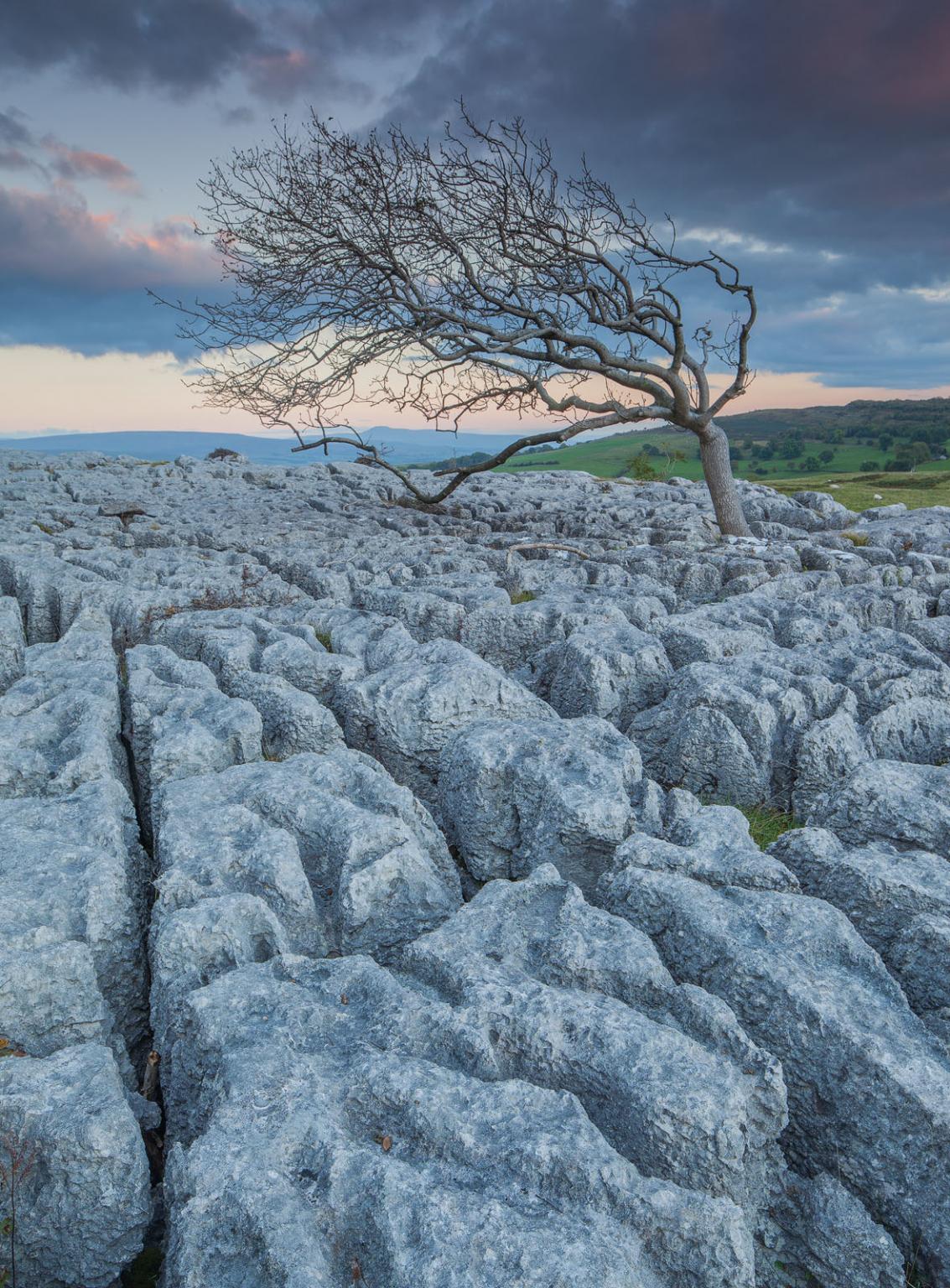 Limestone pavement & lone Ash Tree image - David Speight Photography