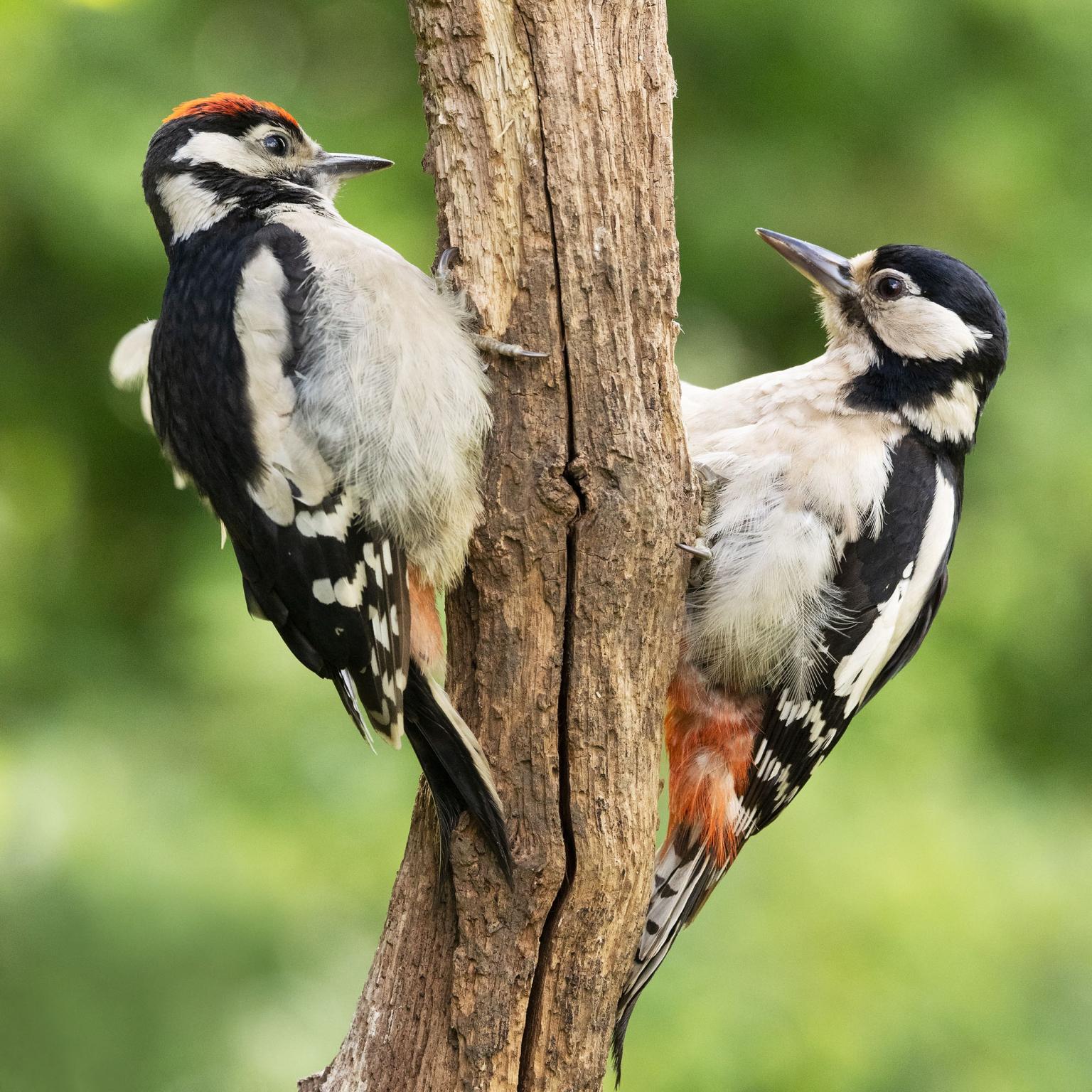 wildlife photography hide day for beginners - David Speight Photography