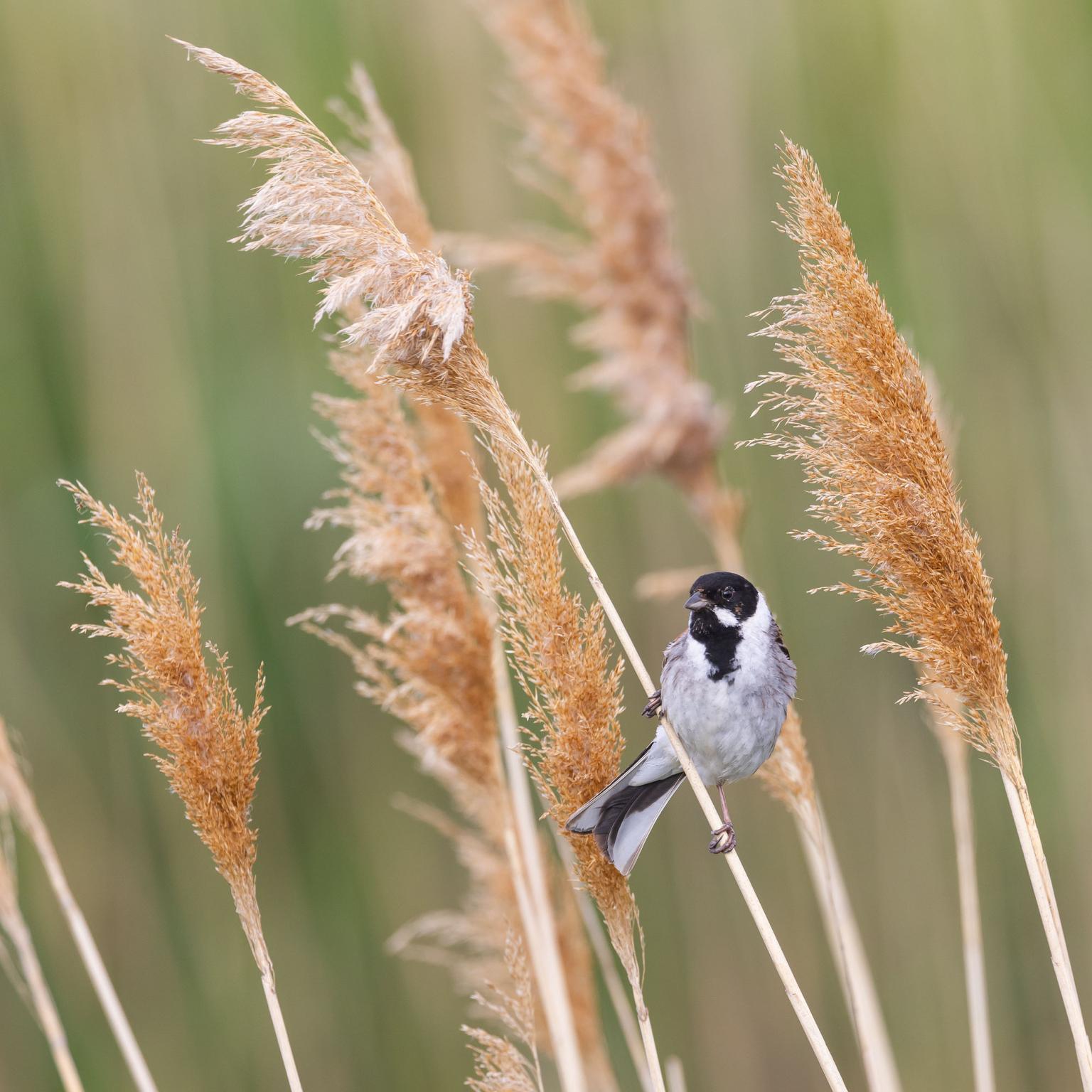 wildlife photography hide day for beginners - David Speight Photography