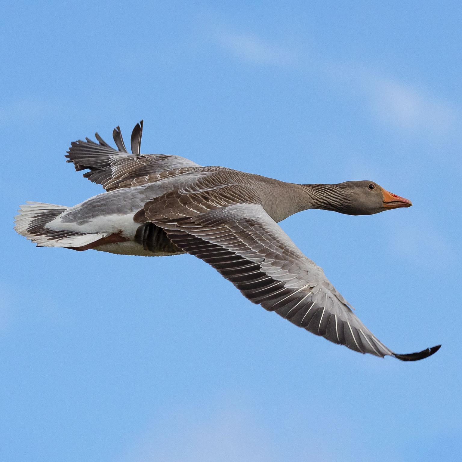 wildlife photography hide day for beginners - David Speight Photography