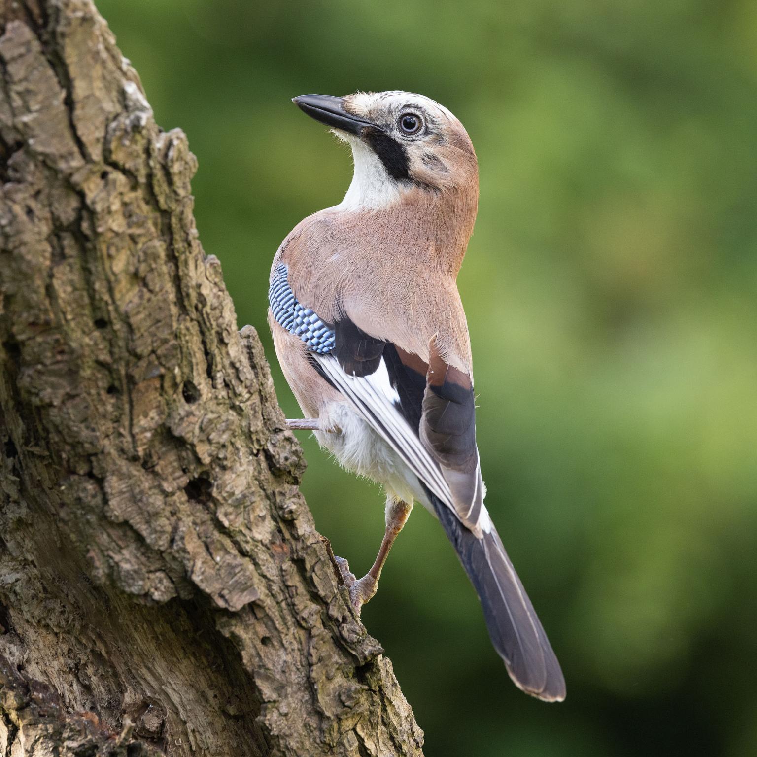 Eurasian Jay - David Speight Photography