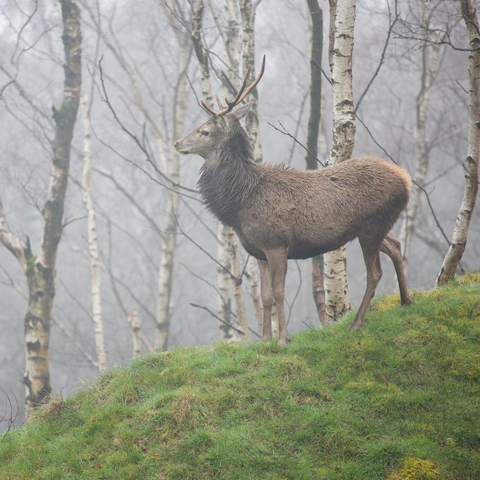 Red Deer Stag - David Speight Photography