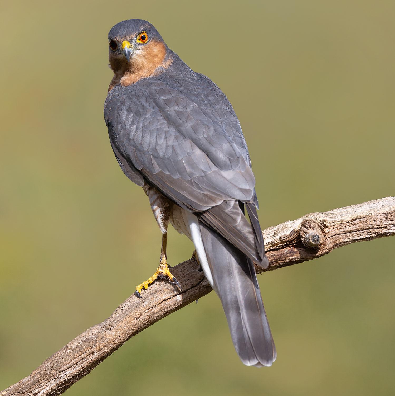 Male Sparrowhawk - David Speight Photography
