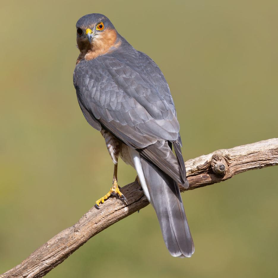 Male Sparrowhawk - David Speight Photography