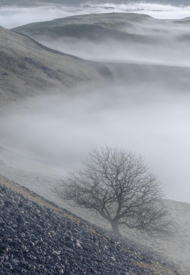 lone tree and mist ribblesdale yorkshire dales - David Speight Photography
