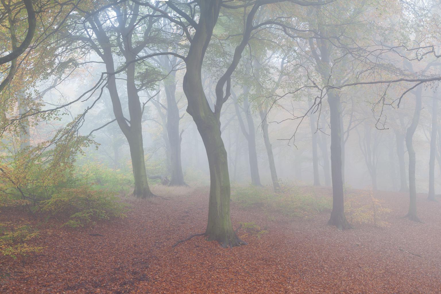 Woodland in autumn colour, West Yorkshire, UK - David Speight Photography