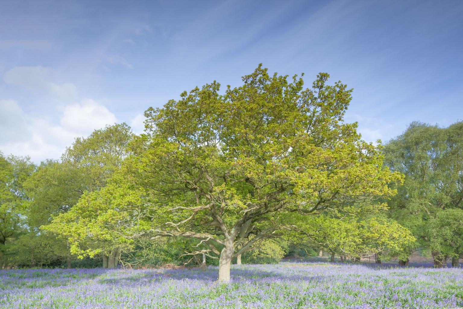 Bluebell woods, Leeds, West Yorkshire, UK - David Speight Photography