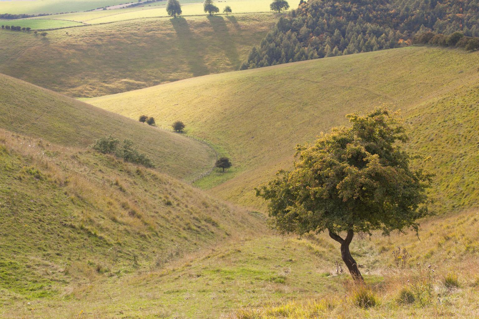 Frendal dale near Huggate, yorkshire wolds - David Speight Photography