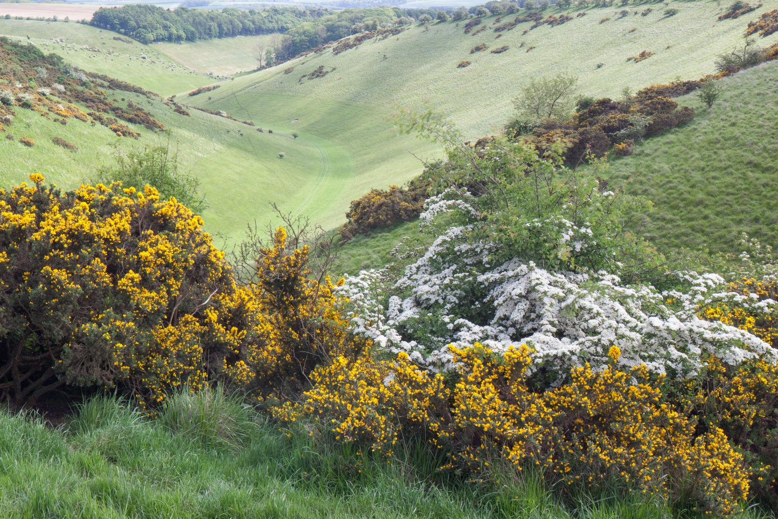 early summer colour near huggate, yorkshire wolds - David Speight ...