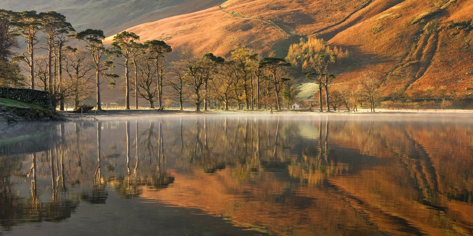 buttermere pines in autumn, lake district, cumbria - David Speight ...
