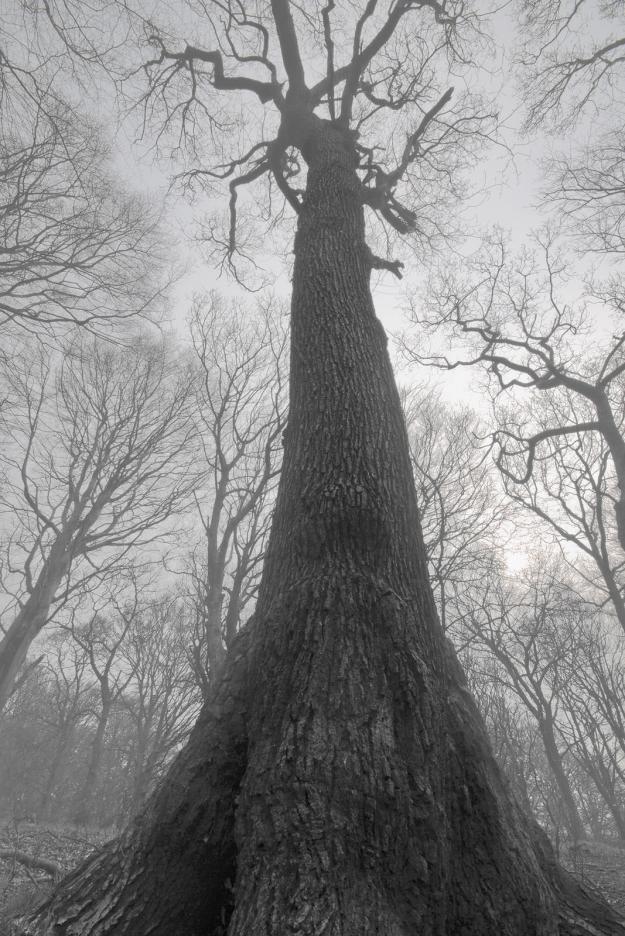 Black & white landscape photography of trees West Yorkshire - David ...