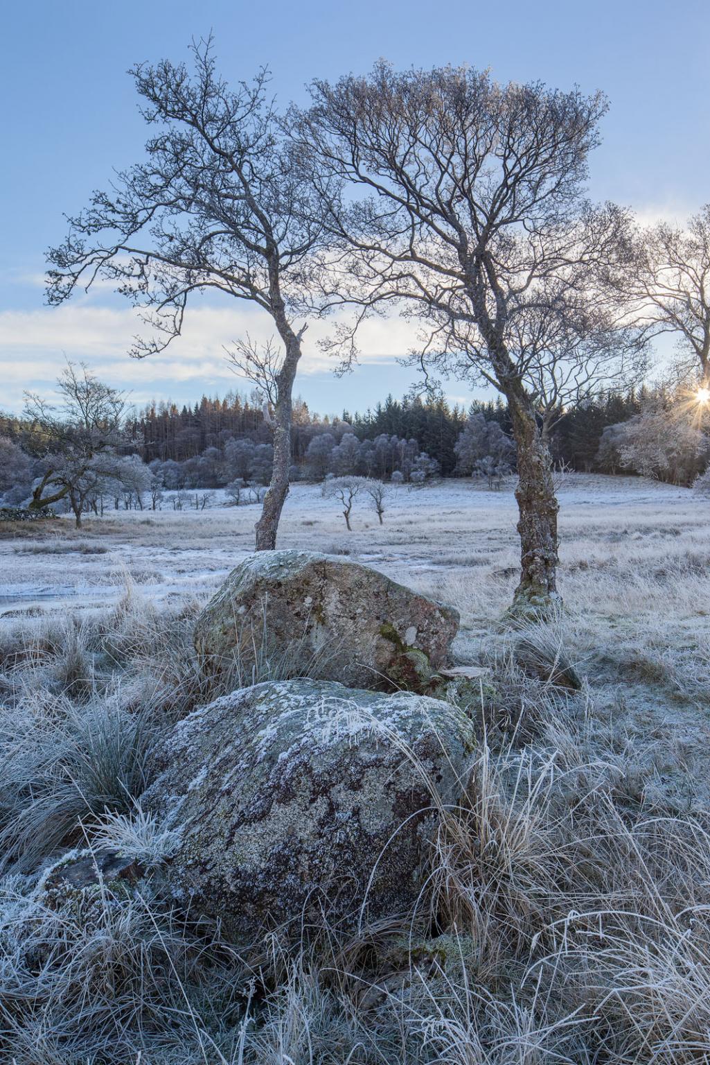 Scottish landscapes - Hoar Frosted Trees, Kilchurn Bay - David Speight ...