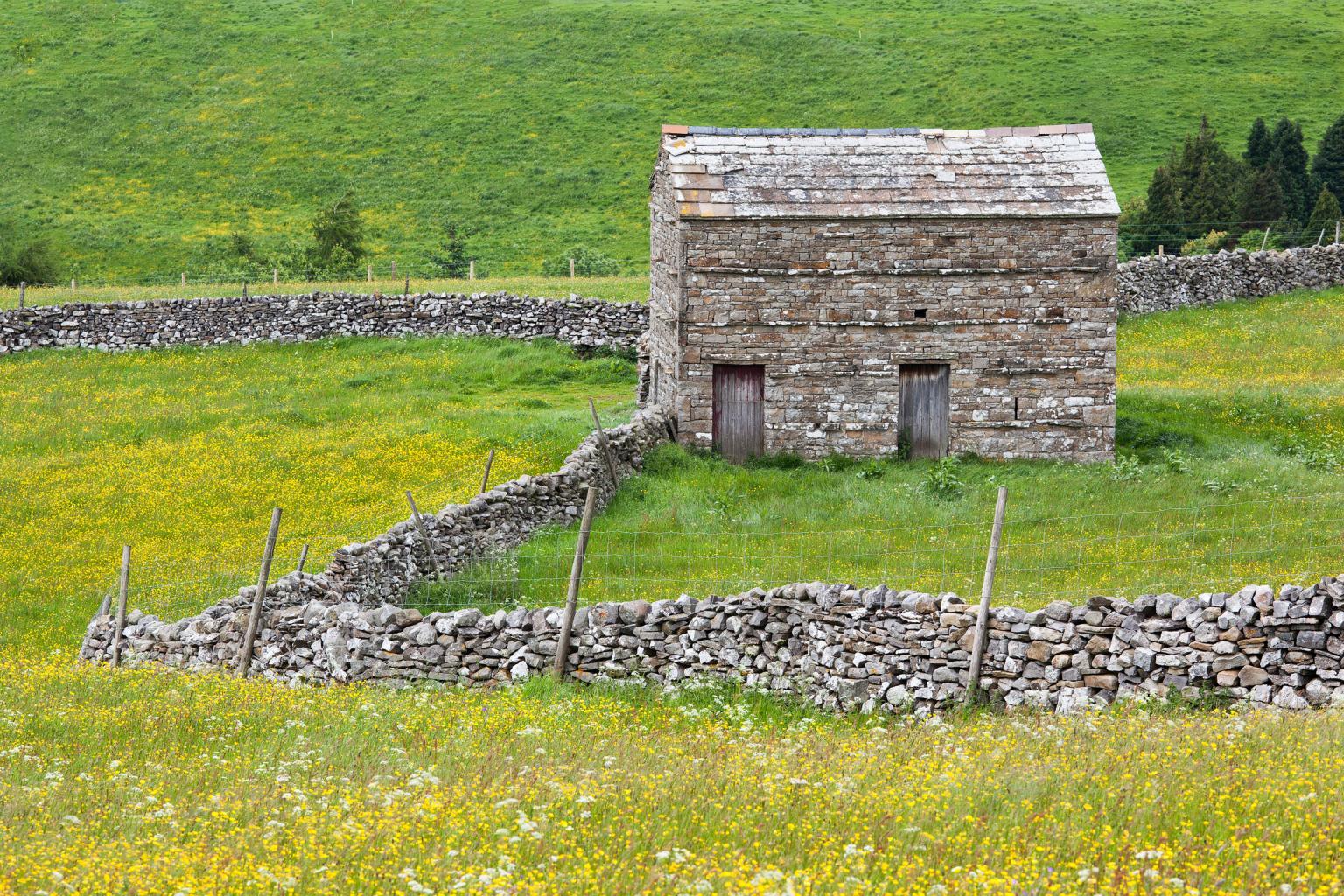 summer hay meadow and field barn - Bainbridge, Wensleydale - David ...