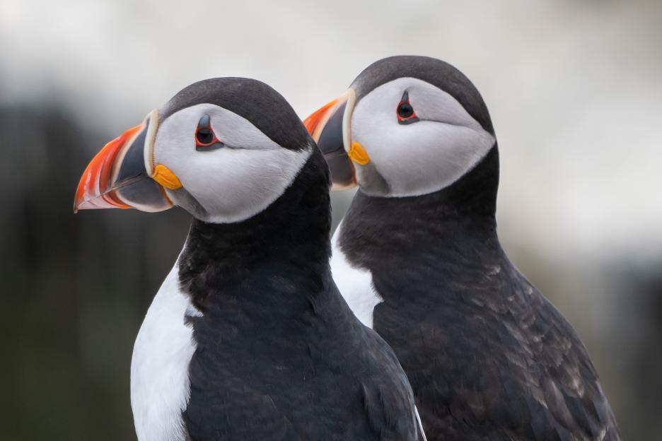 farne islands puffins - David Speight Photography
